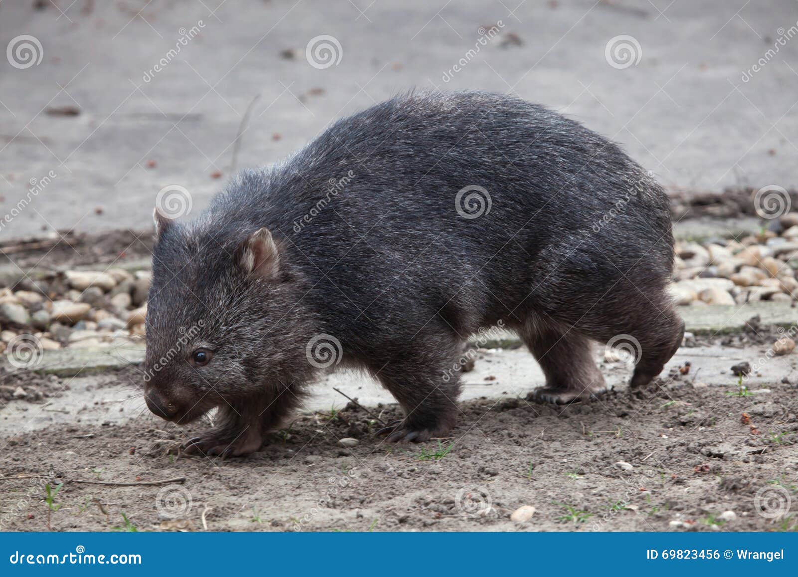 Vombato Comune (ursinus Di Vombatus) Fotografia Stock - Immagine di ...