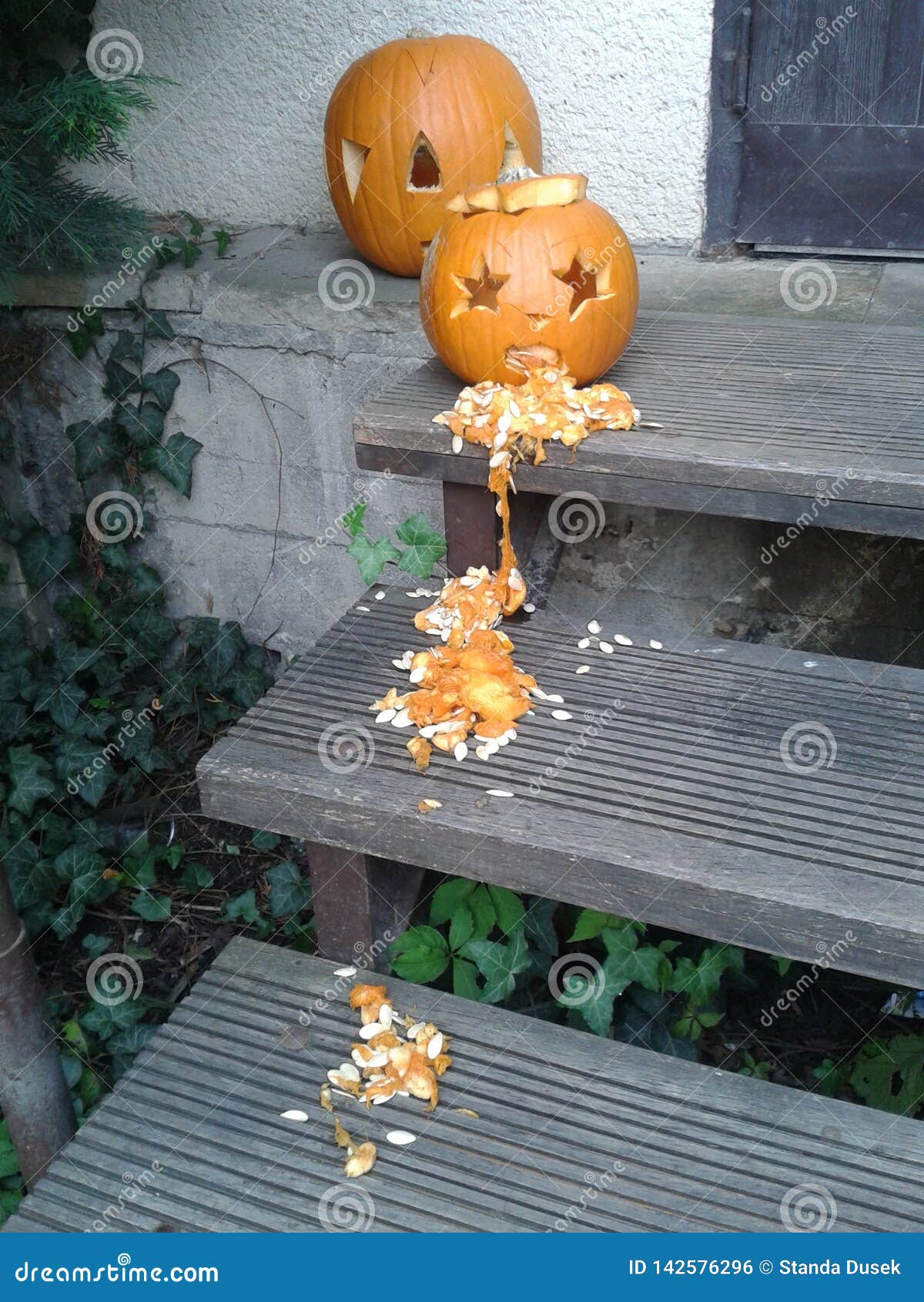 Vomiting pumpkin stock photo. Image of holiday, halloween - 142576296