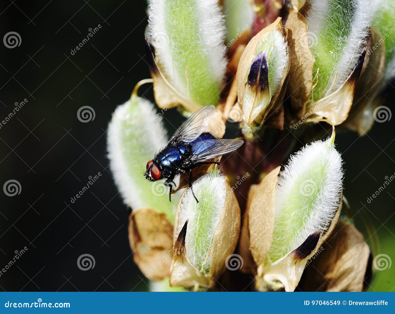 Vomitoria Del Calliphora - Mosca De La Moscarda Imagen de archivo ...