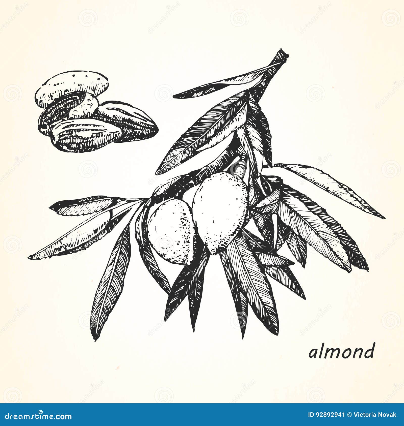 Von Hand Gezeichnete Illustration Der Mandel Vektor Abbildung ...