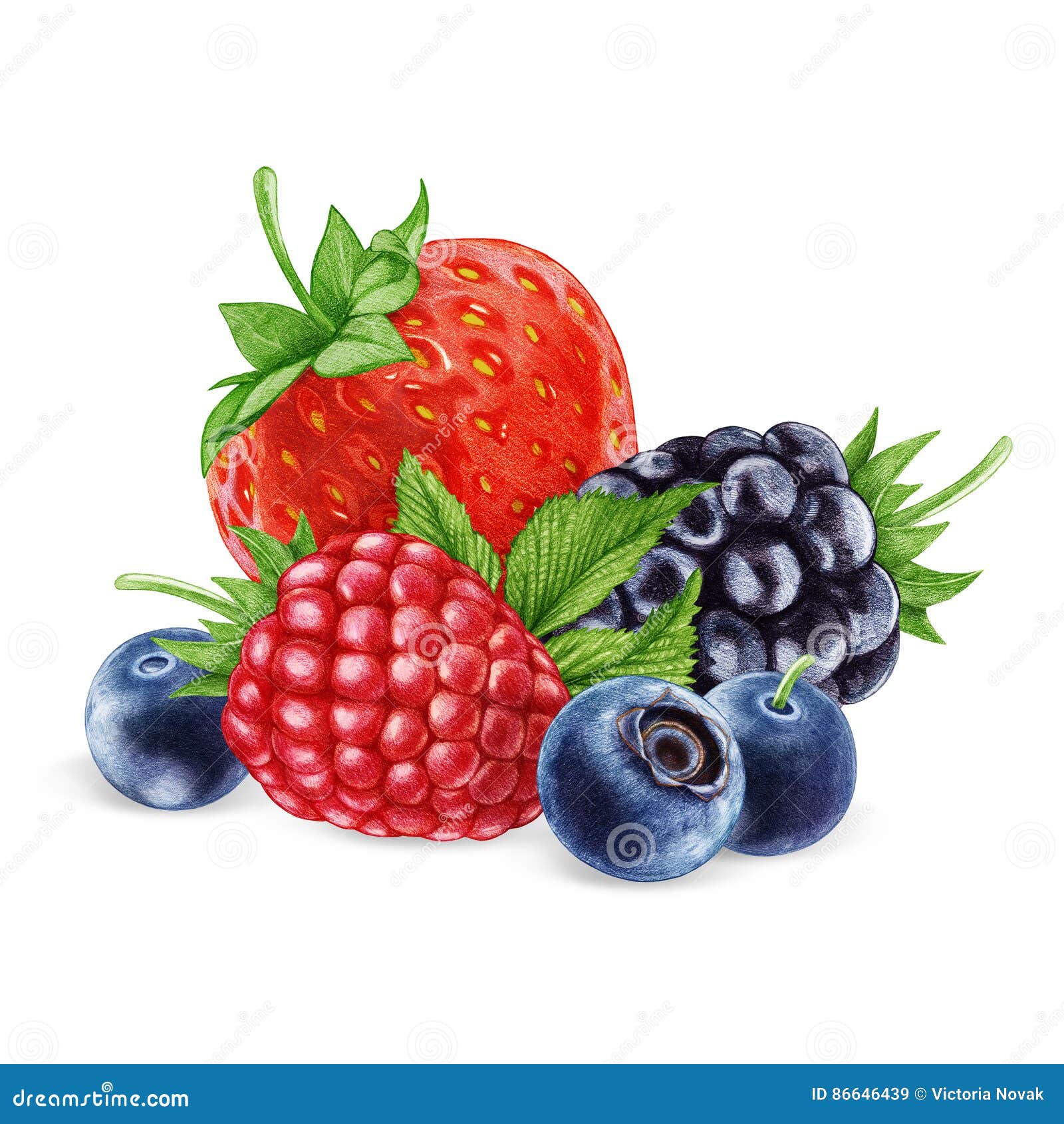 Von Hand Gezeichnete Illustration Von Beeren Stock Abbildung ...