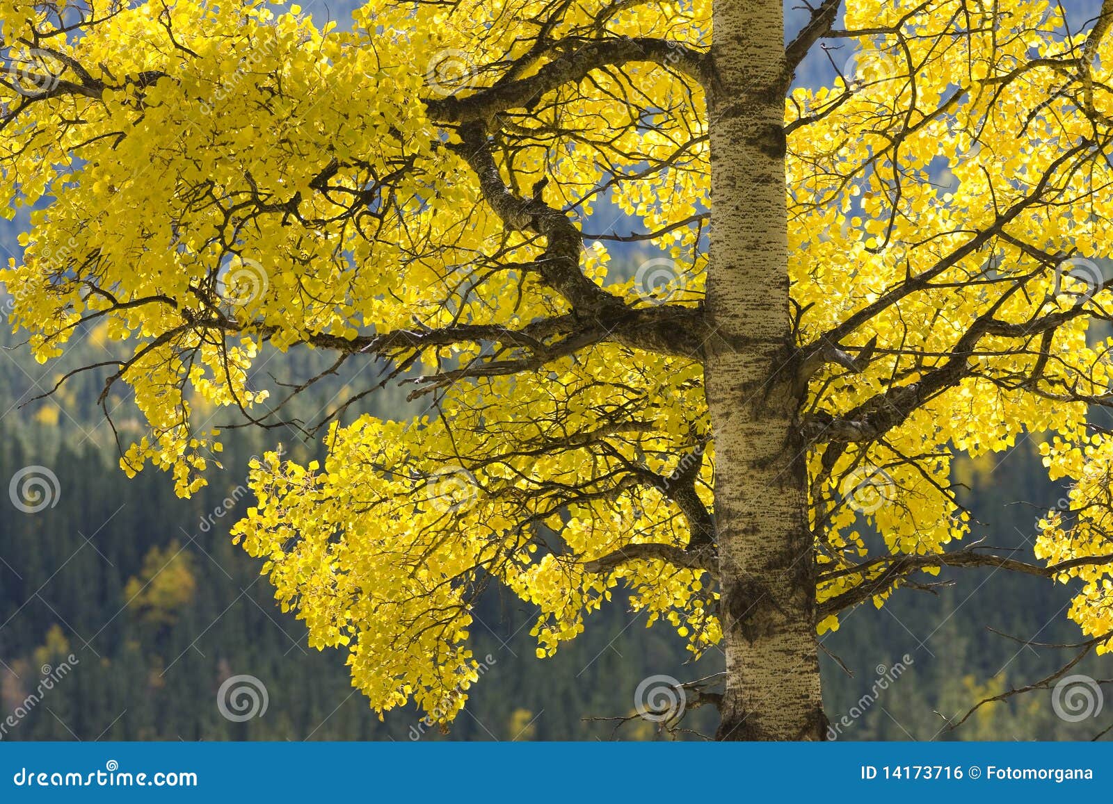 Von Hinten Beleuchteter Espenbaum Stockfoto - Bild von laub, fallen ...