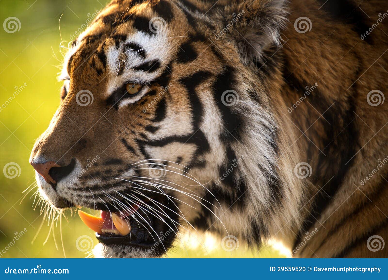 Von Hinten Beleuchteter Tiger Stockfoto - Bild von sibirisch, fähigkeit ...