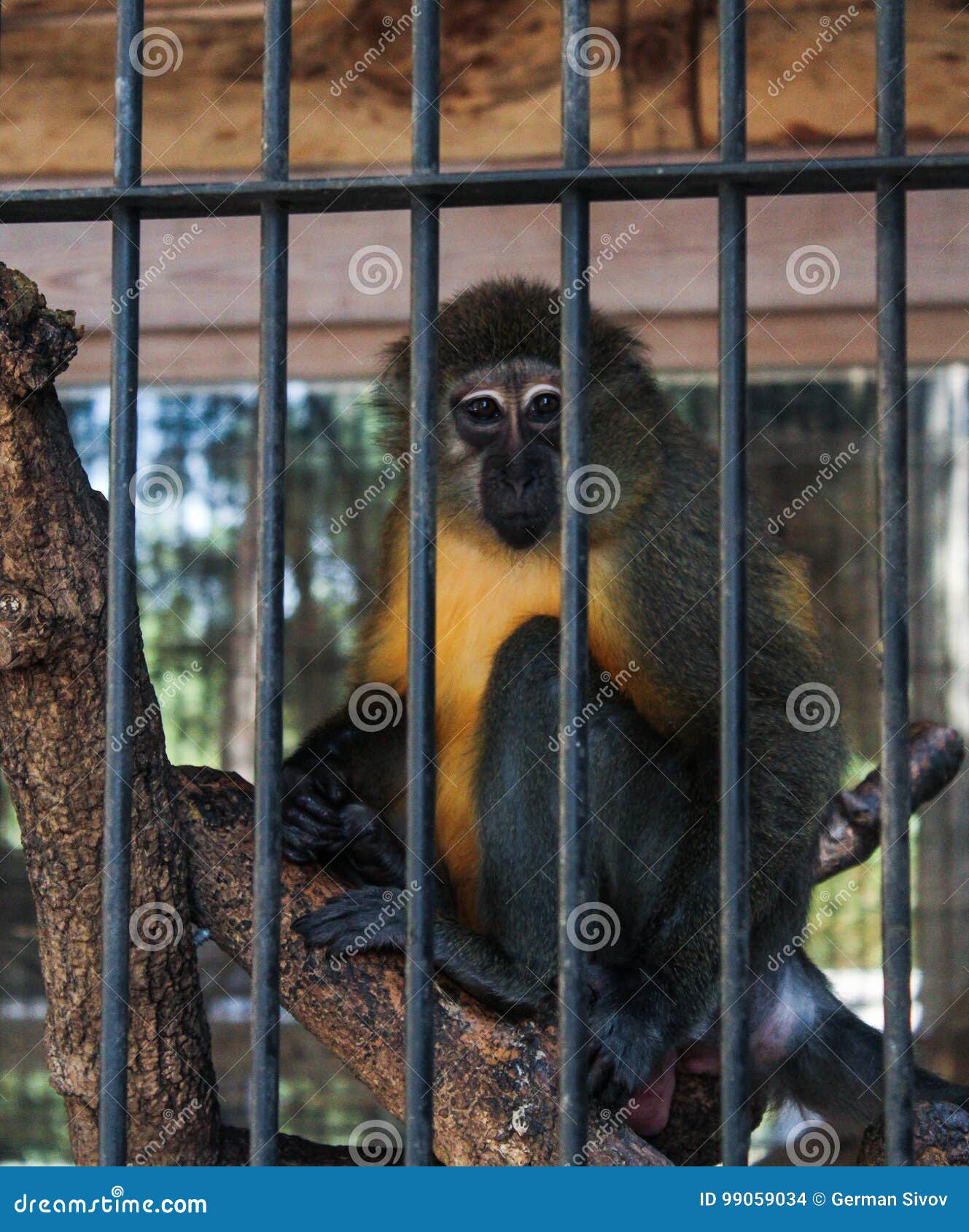 Von Hinten Ein Gitter Einen Affen Beobachten Stockfoto - Bild von park ...