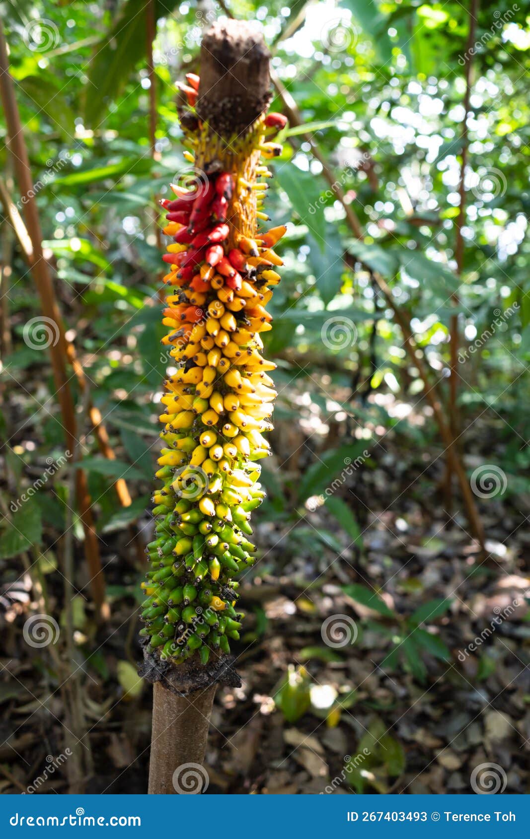 Voodoo Lily or Corpse Flowers in the Fruit Stage of Evolvement Inside a ...