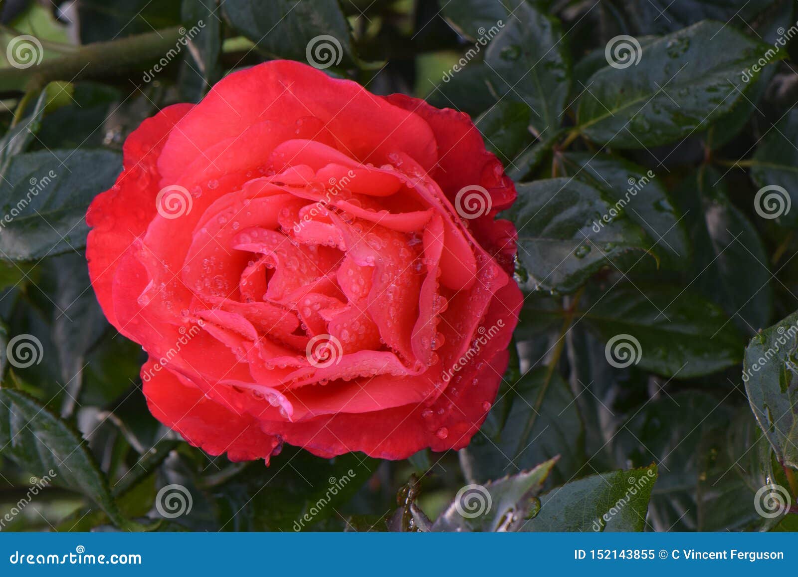 Voodoo Orange Rose 01 stock image. Image of green, pink - 152143855