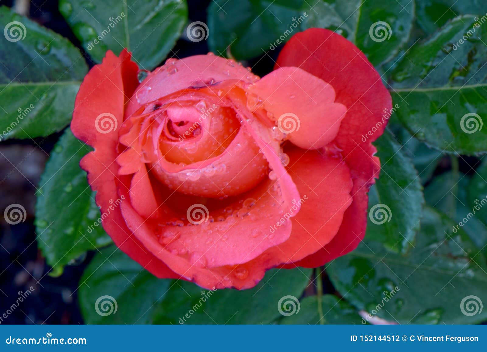 Voodoo Orange Rosebud stock photo. Image of rose, floral - 152144512