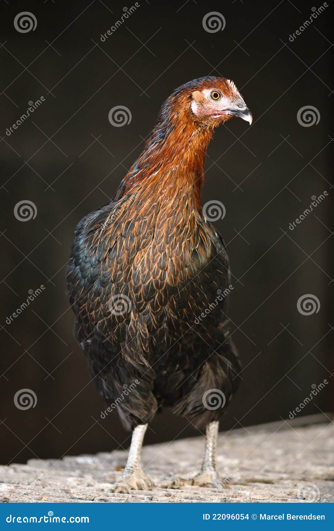 Voorgesteld gevogelte stock foto. Image of landbouw, organisch - 22096054