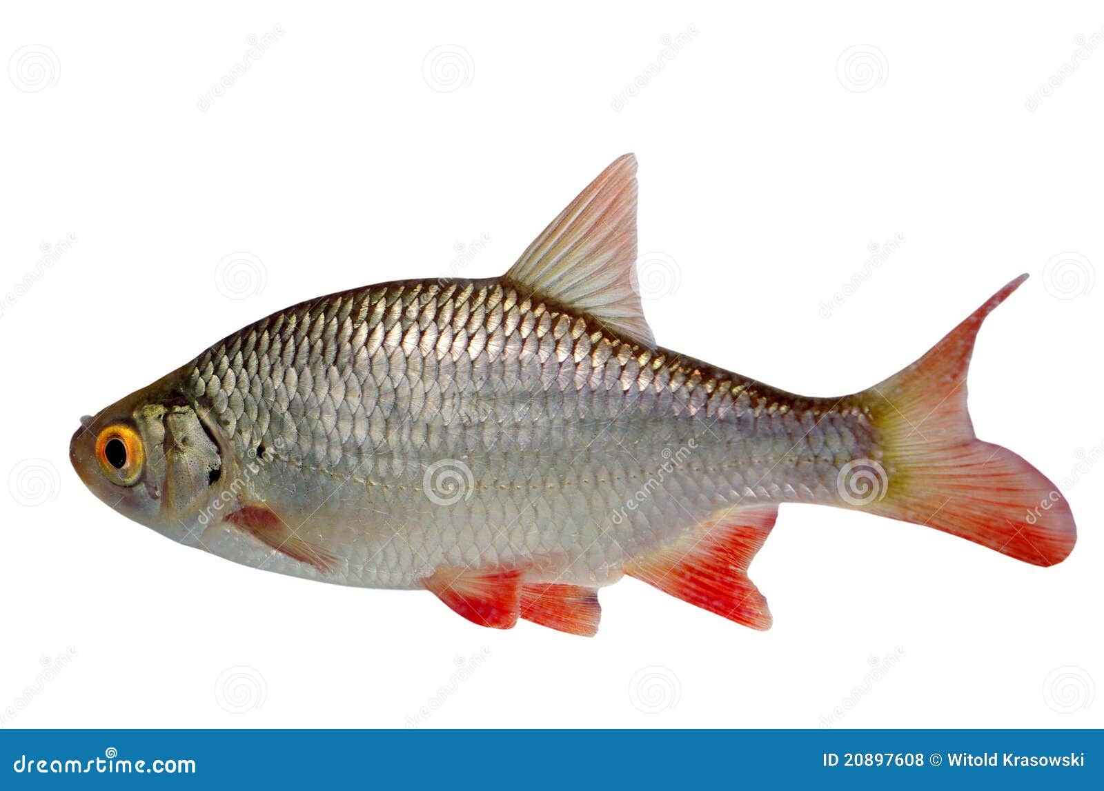 Voorn stock foto. Image of zilver, vissen, nave, leven - 20897608