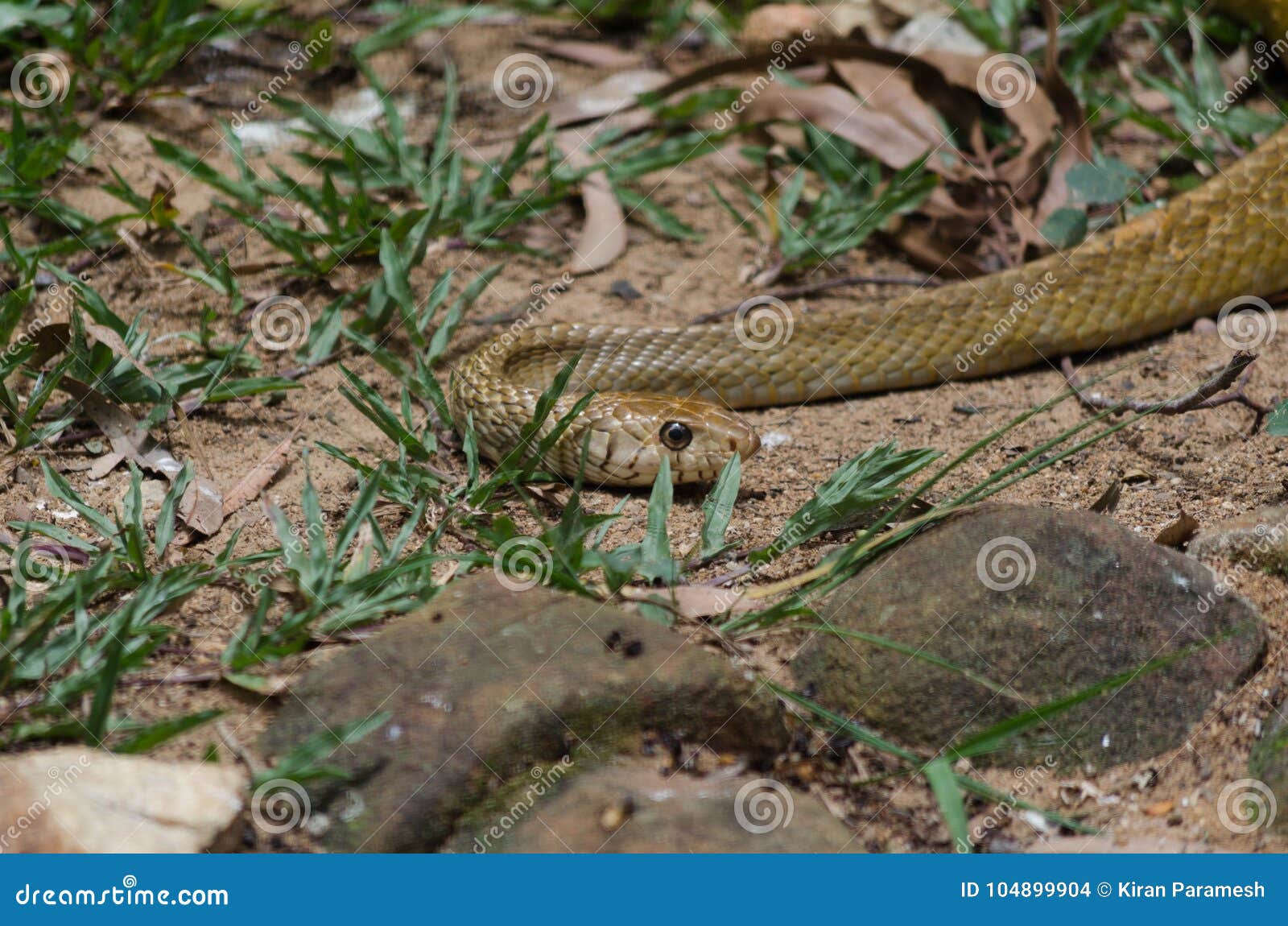 Voortglijdende Rattenslang in Forest of Karnataka Stock Foto - Image of ...