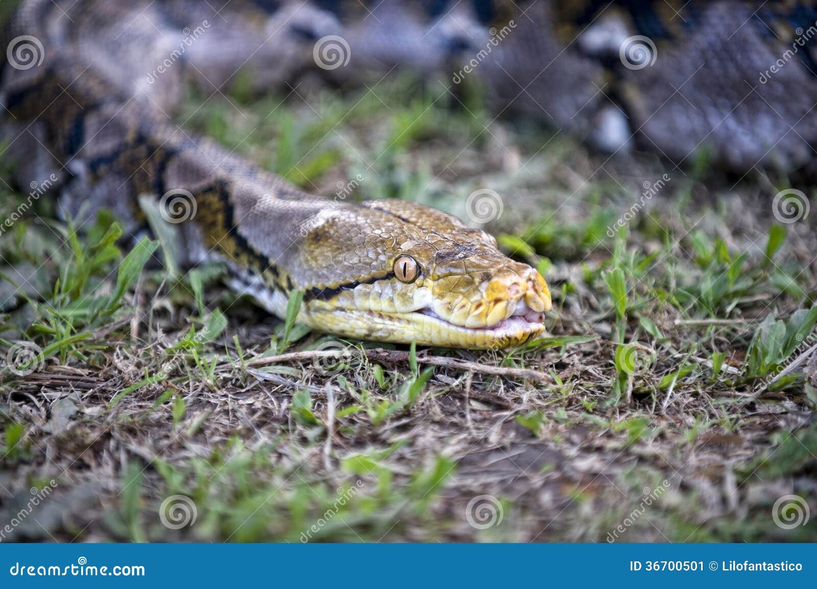 Voortglijdende Slang stock afbeelding. Image of nave - 36700501