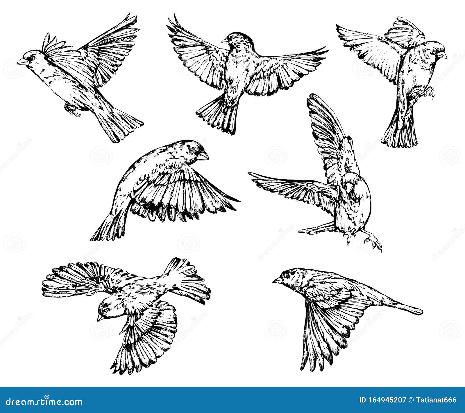 Realistic Sparrow Flying. Monochrome Vector Illustration Of Black ... Realistic Sparrow Flying. Monochrome Vector Illustration Of Black ...