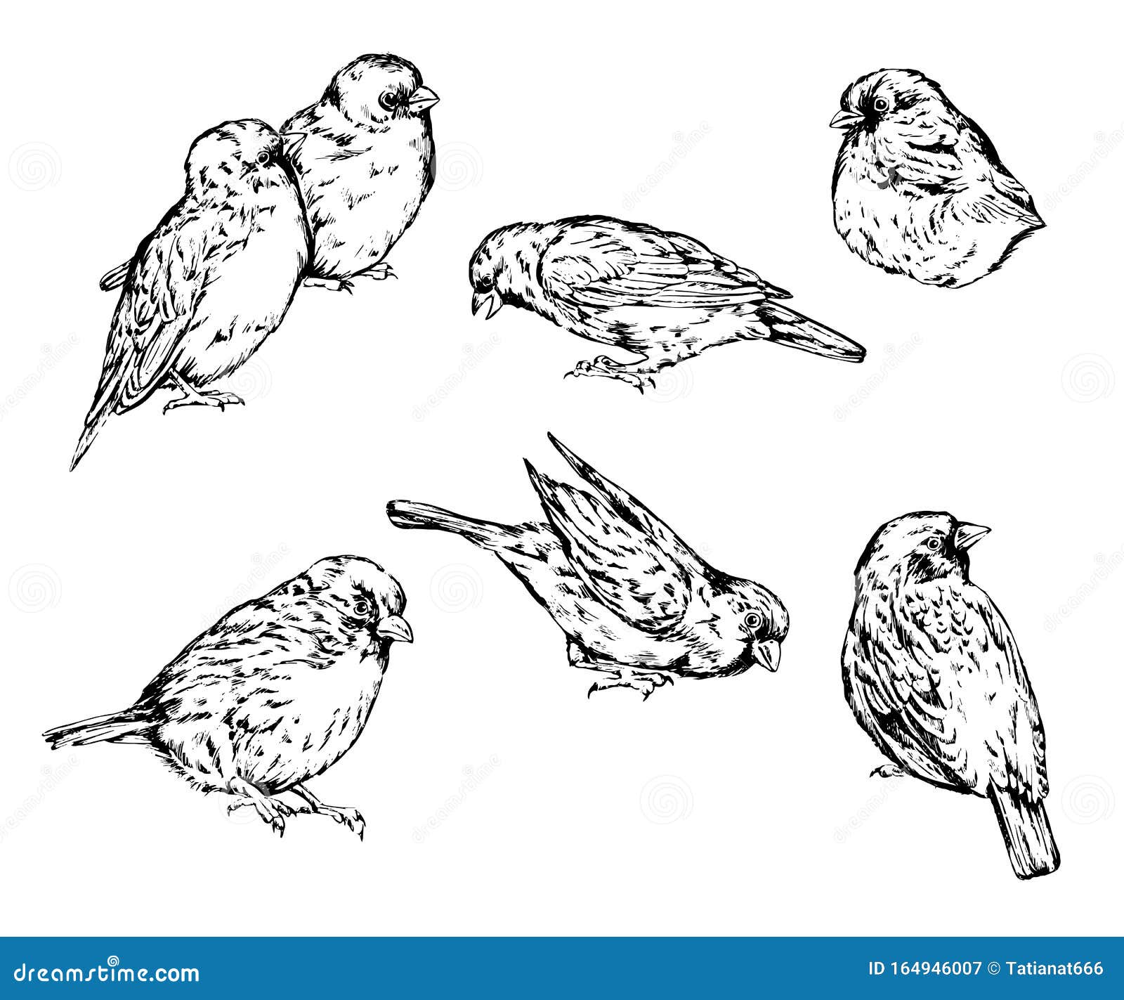 Sparrow Birds Sketch Background. Hand Drawn Painting Illustration. Line ...