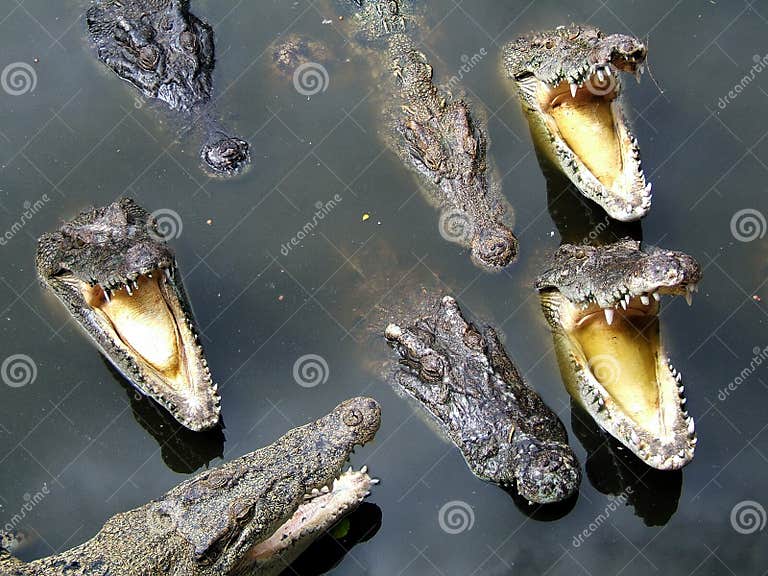 Voracious crocodile stock image. Image of conceptual, competitor - 196371