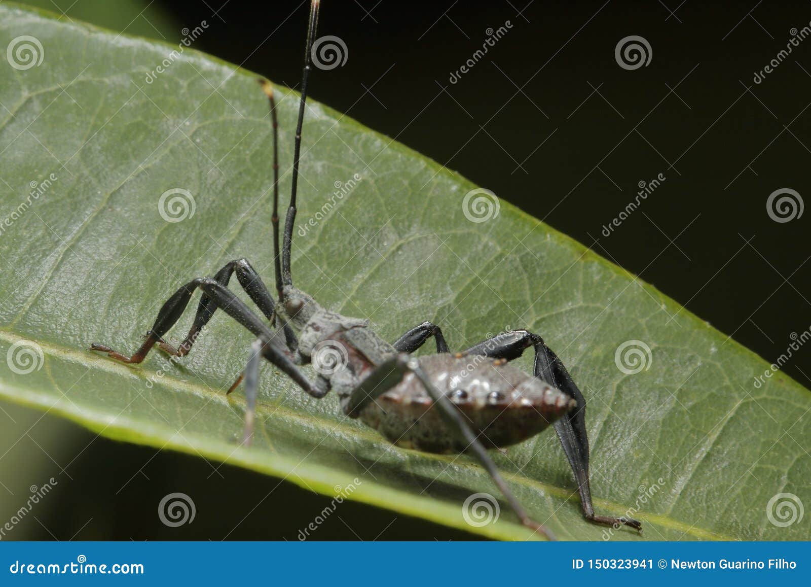 Insect Hunter Attacks. Mantis Is A Terrible Monster Of Wildlife Royalty ...