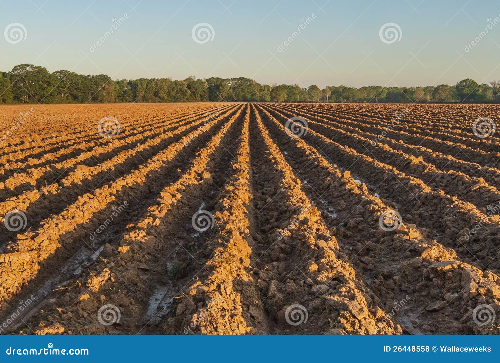 Voren in Rode Aarde stock foto. Image of klei, ingediend - 26448558