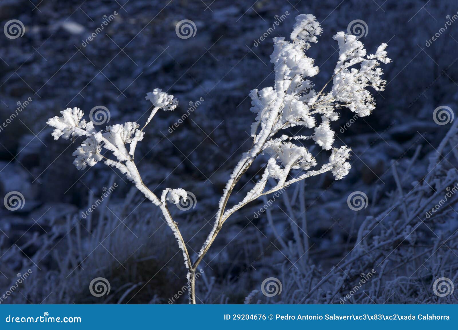 Vorst stock foto. Image of gras, ecosysteem, gebied, rijp - 29204676