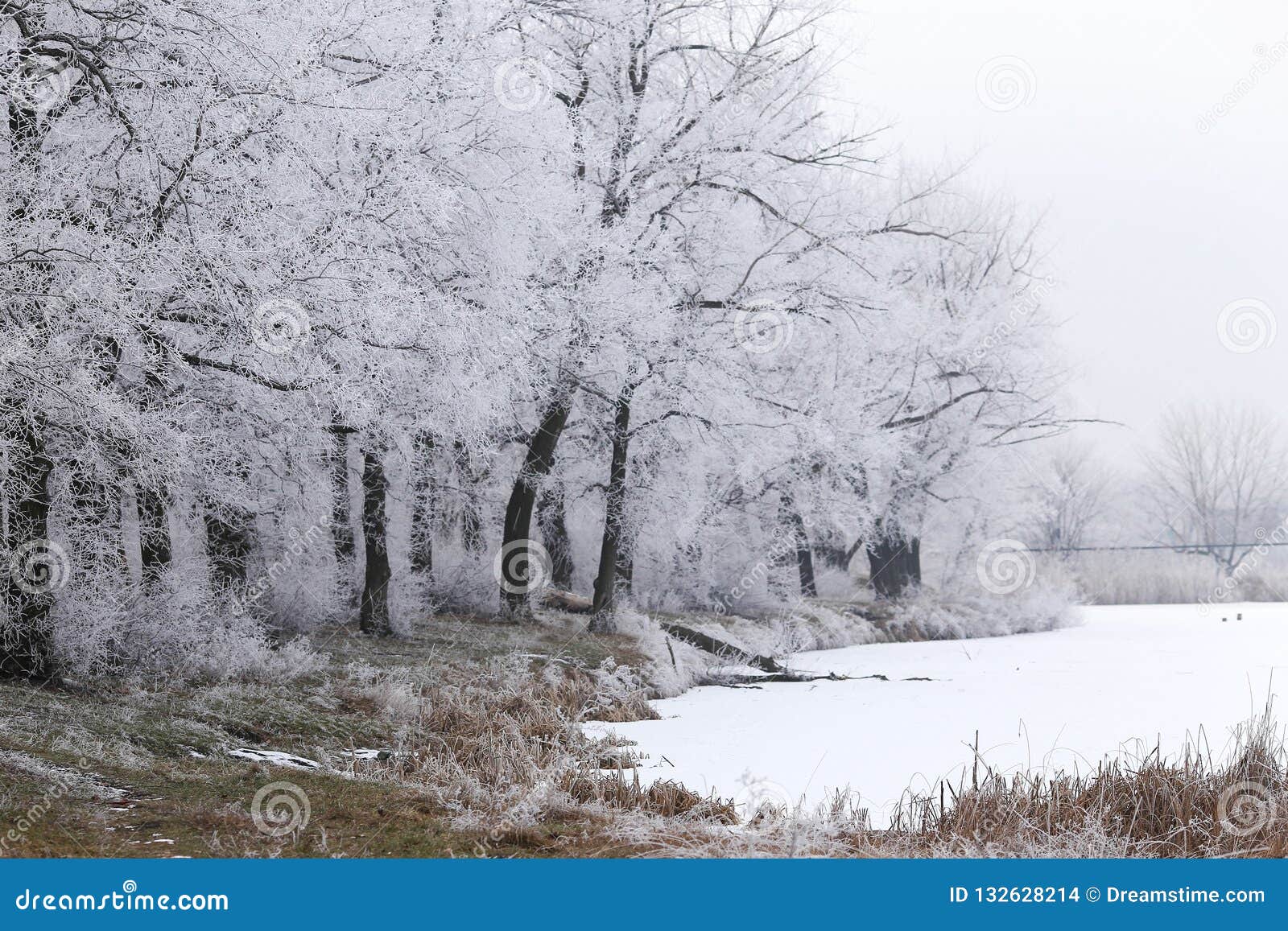 Vorst, Eerste Sneeuw, De Winter, Bomen in Rijp Stock Foto - Image of ...