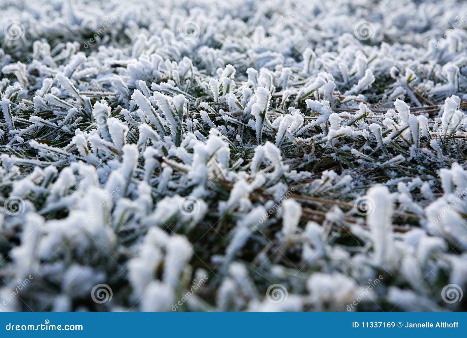 Vorst op gras stock afbeelding. Image of vorst, ijskegel - 11337169