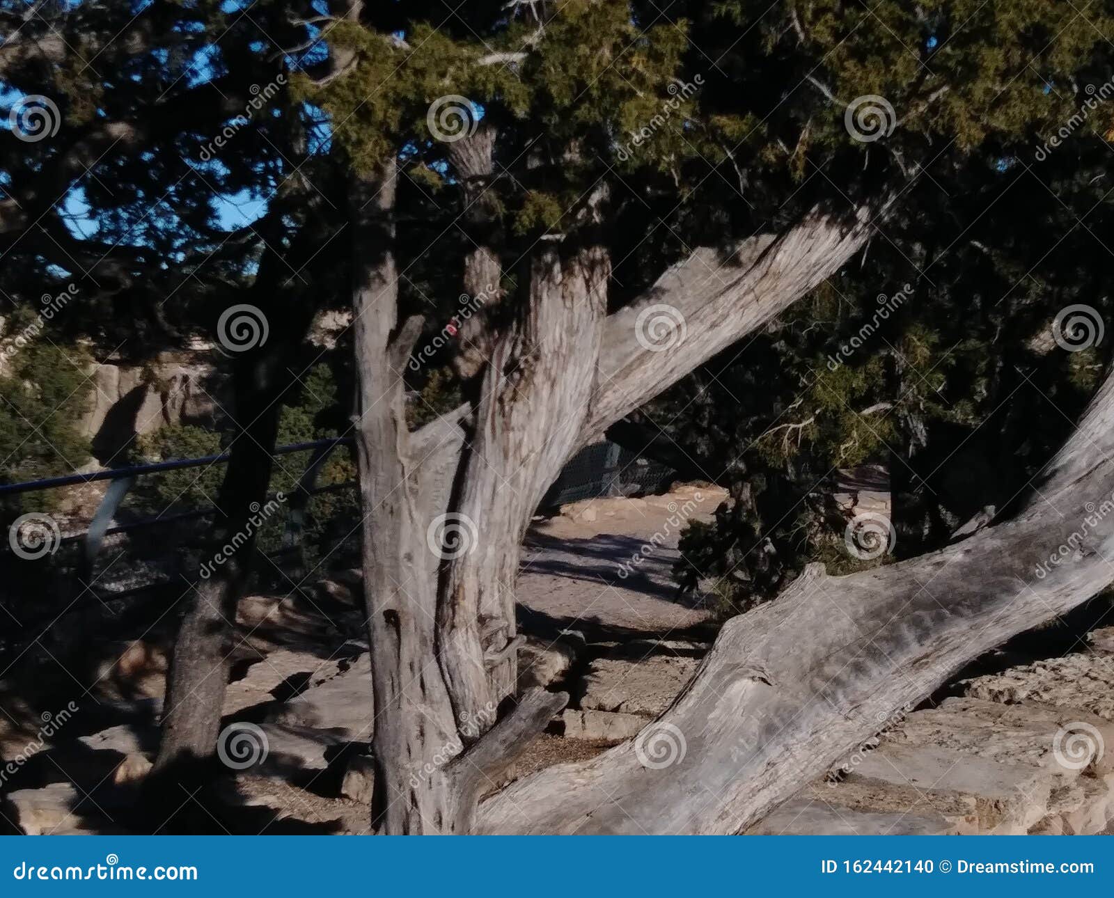 Vortex Tree stock photo. Image of healing, tree, vortex - 162442140