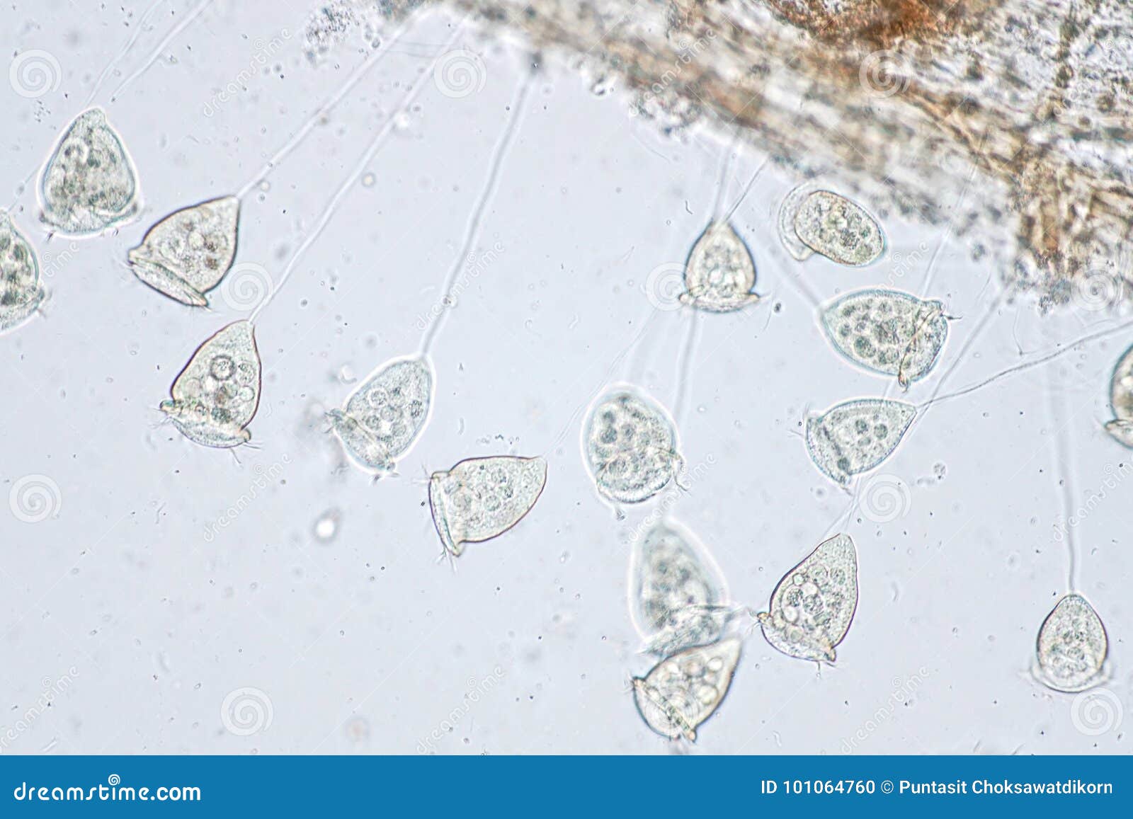 Protozoa Under Microscope 10x Protozoa Microscope Hi Res Stock