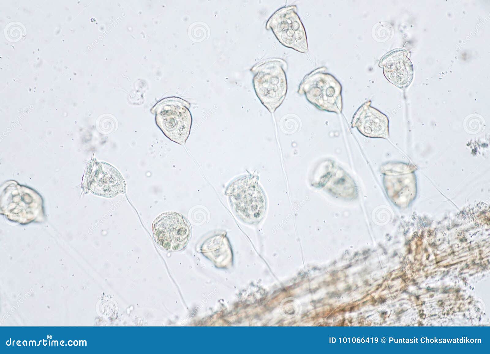Vorticella is a Genus of Protozoan Under Microscope View. Stock Image ...