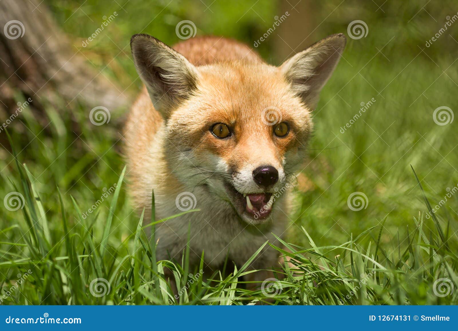 Vos stock afbeelding. Image of roofdier, australië, dier - 12674131