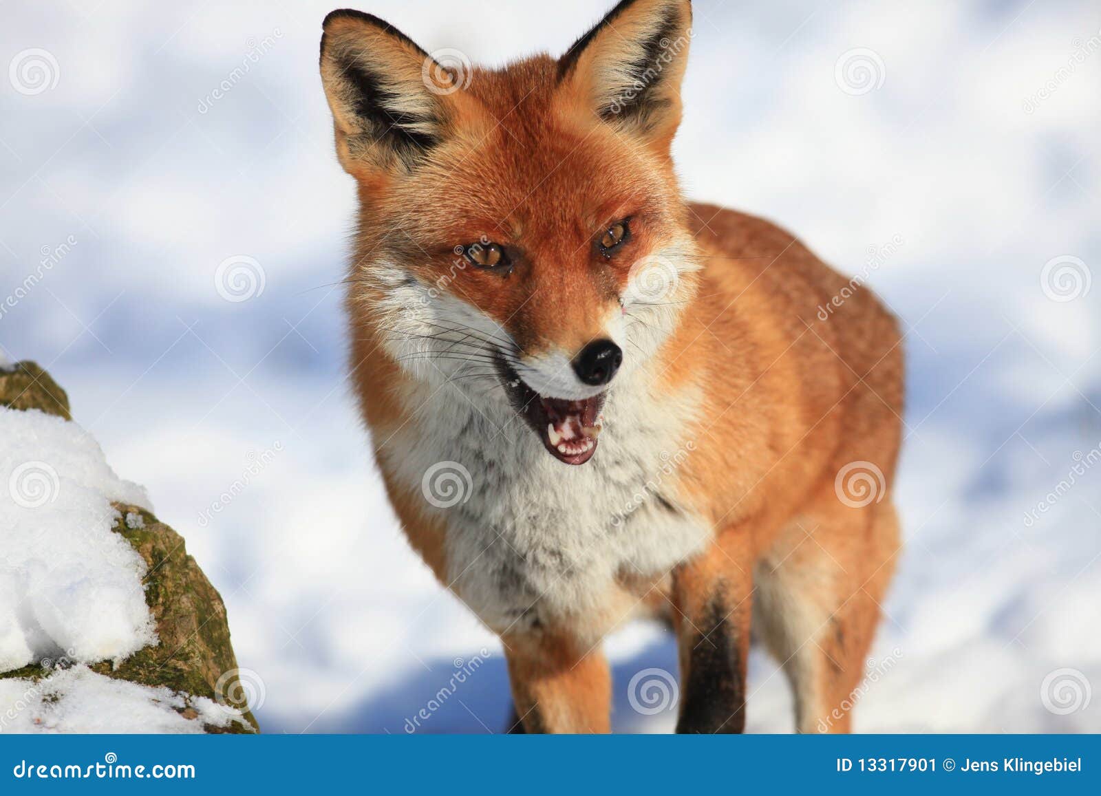 Vos stock afbeelding. Image of wild, fauna, snuit, zoogdier - 13317901