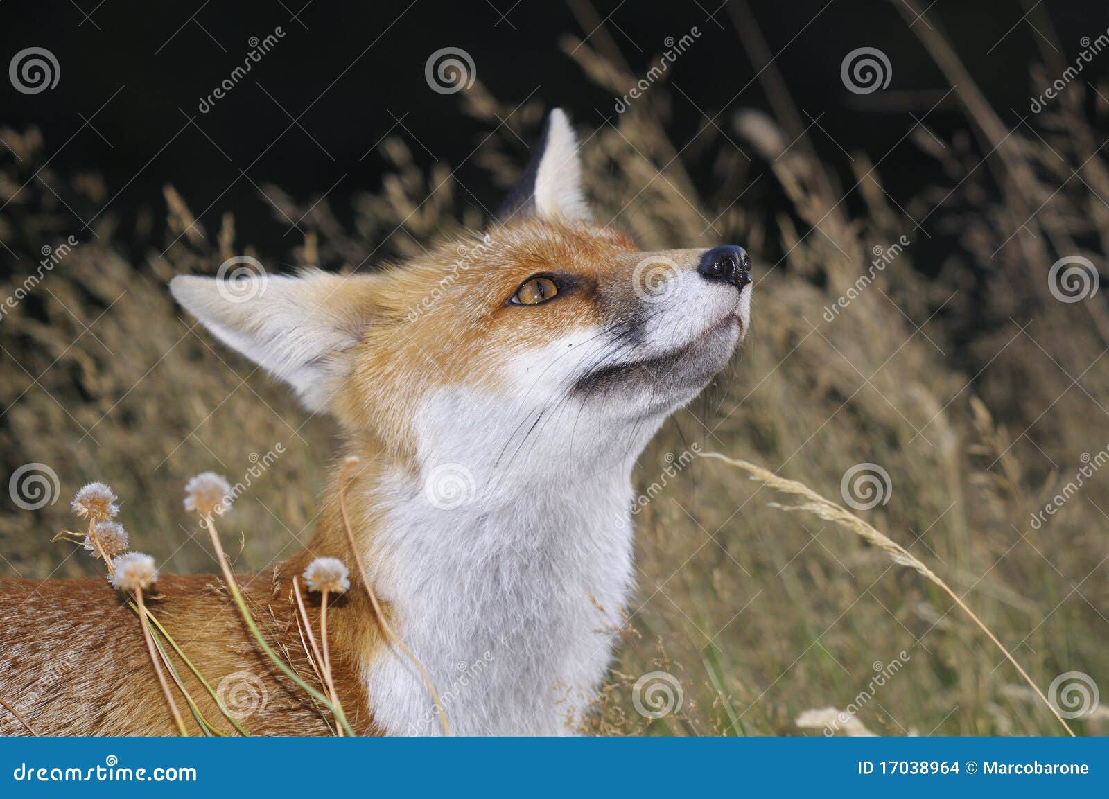 Vos stock foto. Image of jacht, wild, dier, italië, nave - 17038964