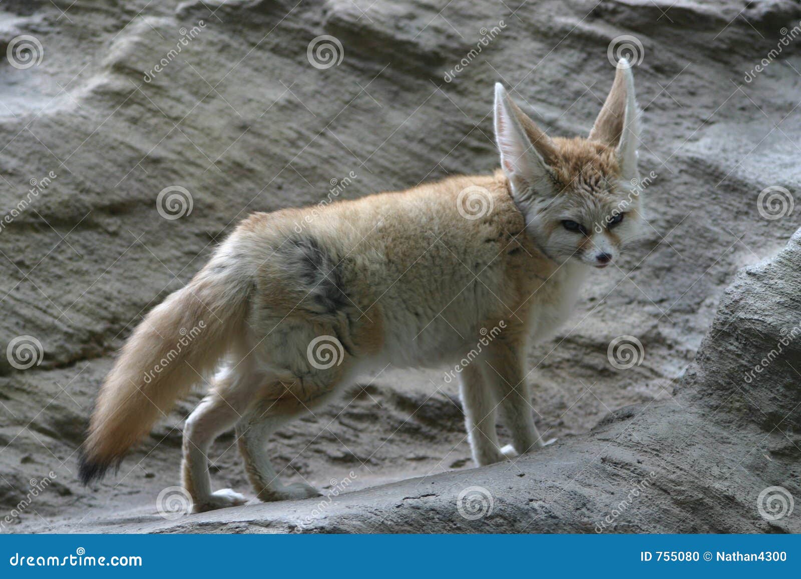 Vos 2 van Fennec stock foto. Image of zoogdieren, portret - 755080