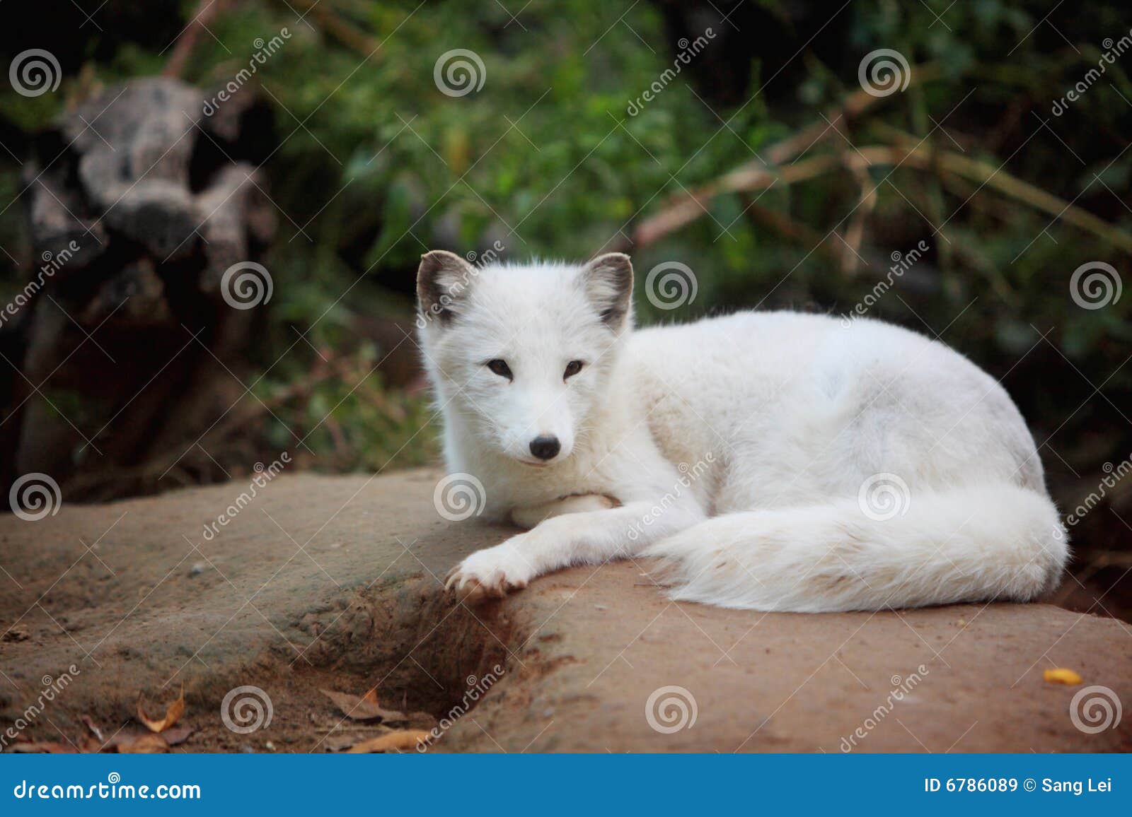 Vos stock afbeelding. Image of dier, mooi, dieren, dierentuin - 6786089