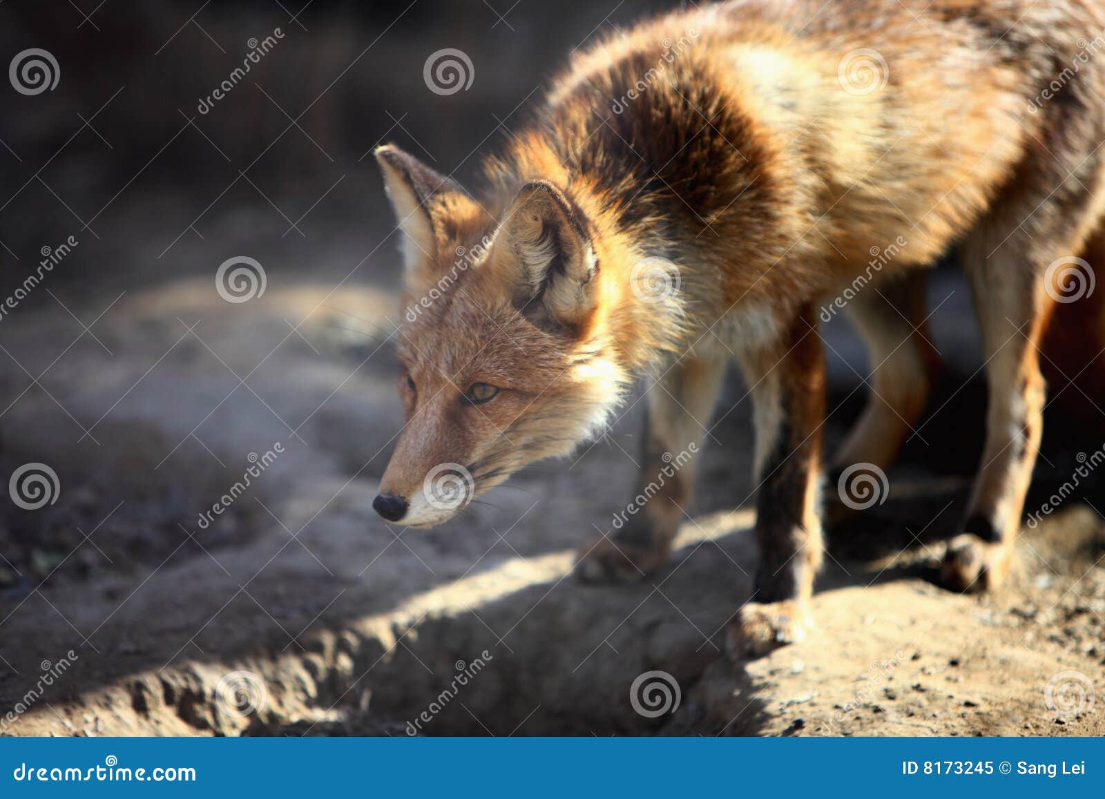 Vos stock afbeelding. Image of dieren, zoogdieren, koppelen - 8173245