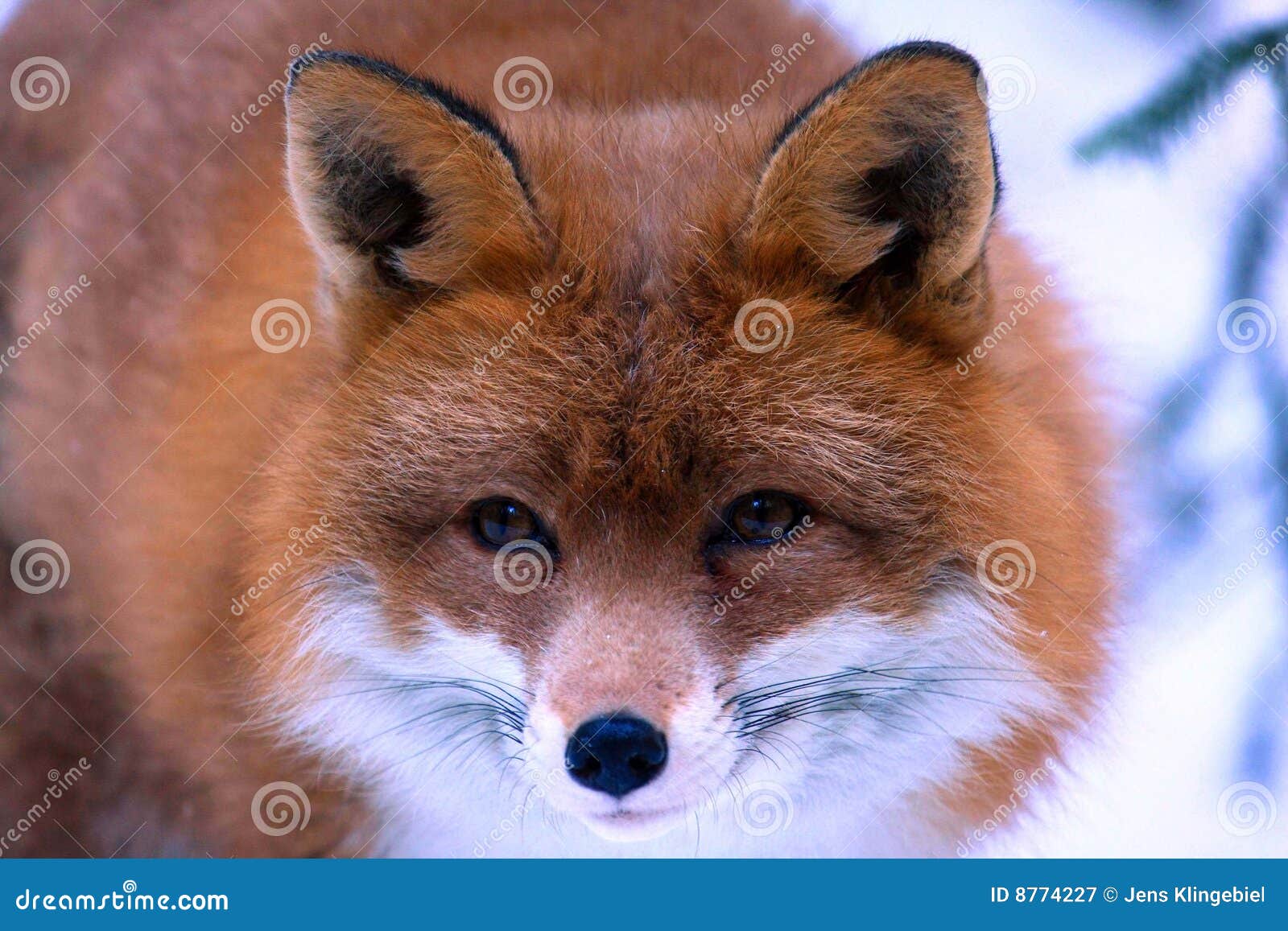 Vos stock afbeelding. Image of dieren, wild, vorst, vossen - 8774227