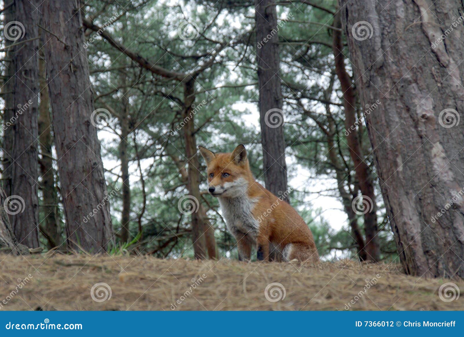 Vos in Bos stock foto. Image of jacht, hond, jachten, hout - 7366012