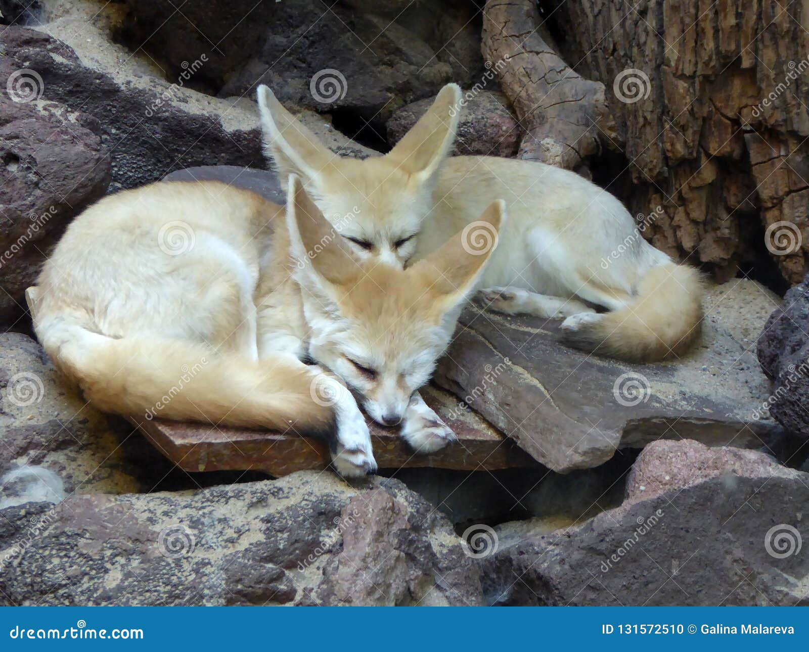 Vos Dieren Kennis Van Aard Door De Ogen Van Aard Stock Foto - Image of ...