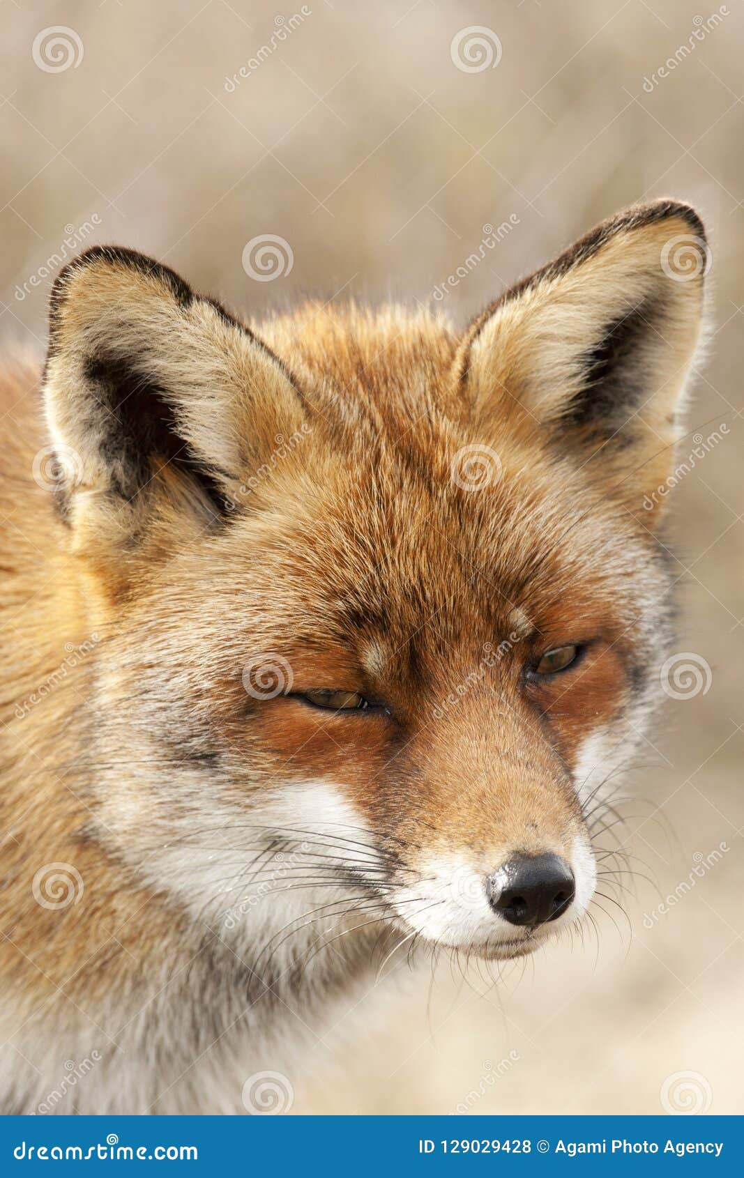 Vos, Fox Rojo, Vulpes Del Vulpes Foto de archivo - Imagen de holanda ...