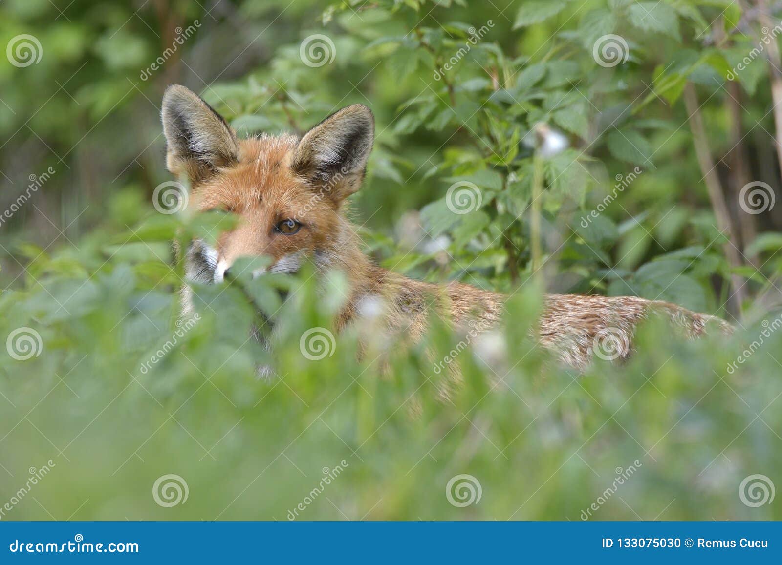 Vos in Groene Bos Leuke Rode Vos, Vulpes Vulpes Stock Foto - Image of ...