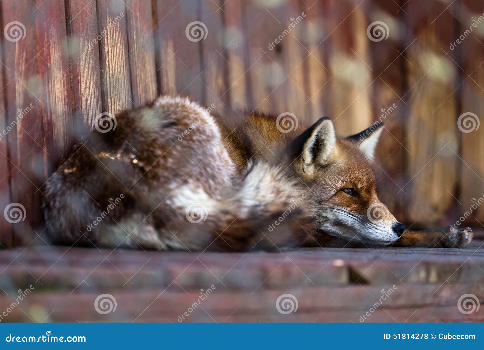 Vos in kooi stock foto. Image of ogen, noordpool, wreedheid - 51814278