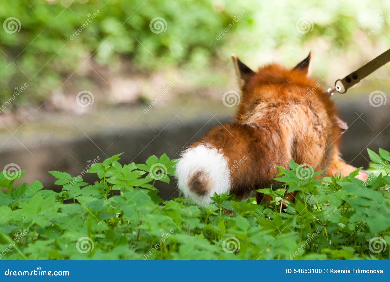 Vos Voor Een Gang in De Dierentuin Stock Foto - Image of slavernij ...