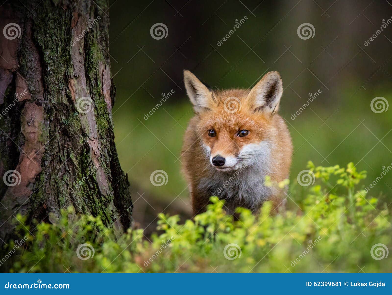 Vos (Vulpes Vulpes) in Het Bos Van Europa Stock Afbeelding - Image of ...