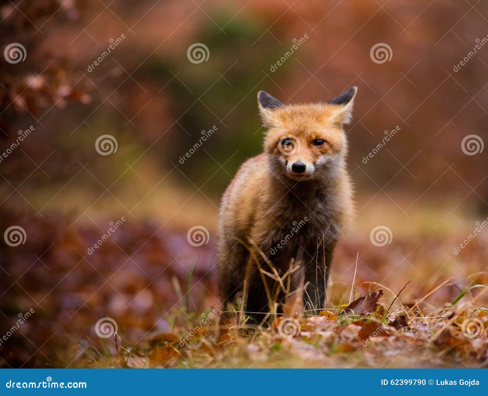 Vos (Vulpes Vulpes) in Het Bos Van Europa Stock Foto - Image of mooi ...
