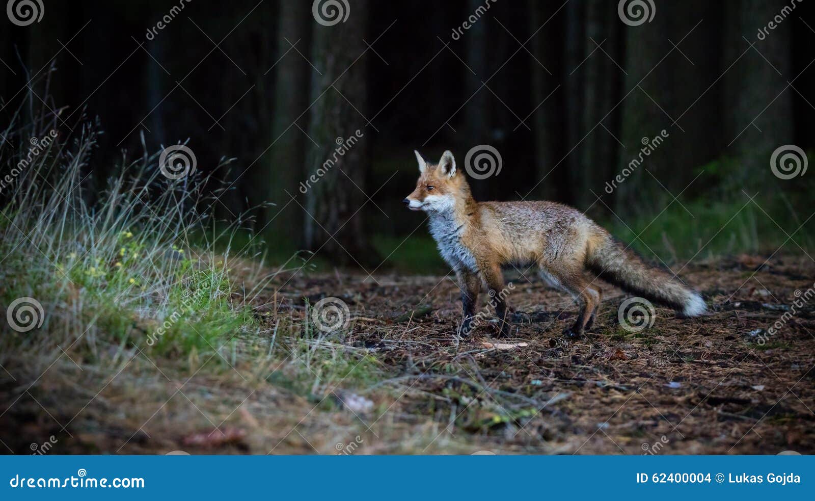 Vos (Vulpes Vulpes) in Het Bos Van Europa Stock Foto - Image of ...