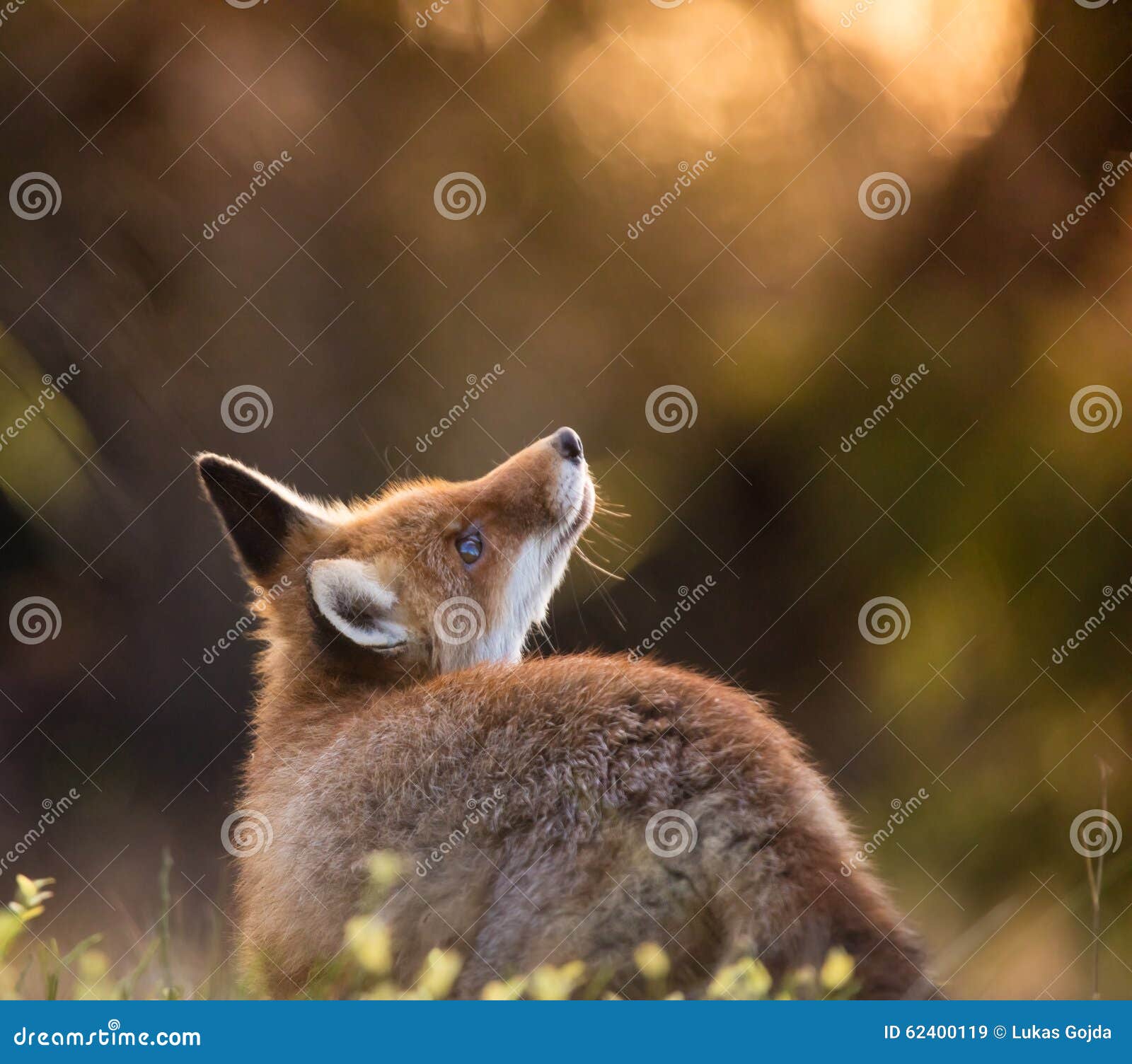 Vos (Vulpes Vulpes) in Het Bos Van Europa Stock Afbeelding - Image of ...