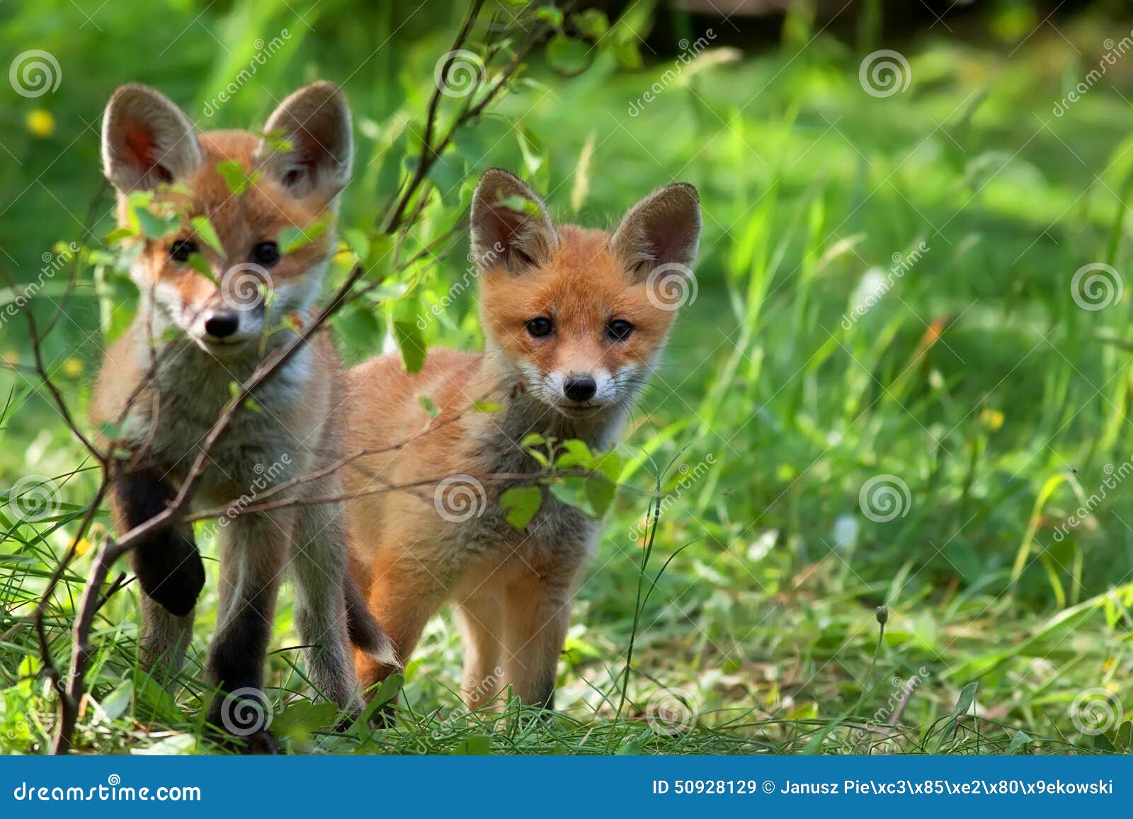 Vossen in de wildernis stock afbeelding. Image of zoogdieren - 50928129