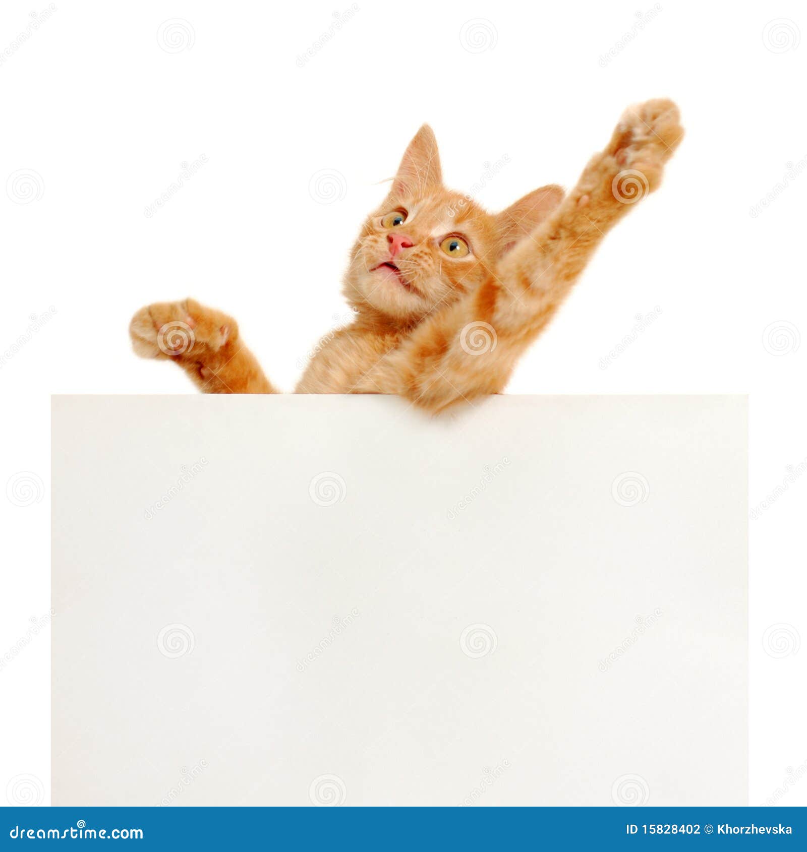 Vote for red cats! stock photo. Image of message, mammal - 15828402