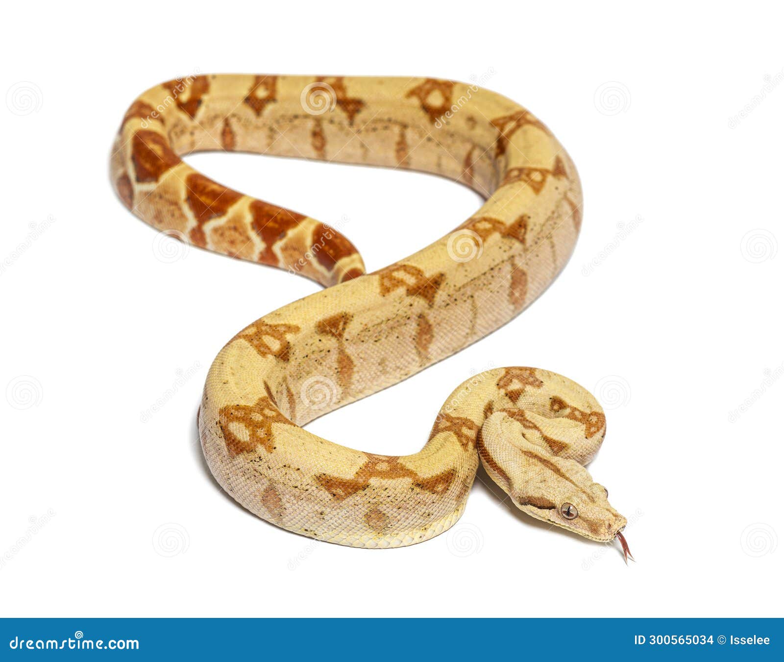 VPI Sunglow Het Anery Boa Constrictor, Isolated on White Stock Photo ...