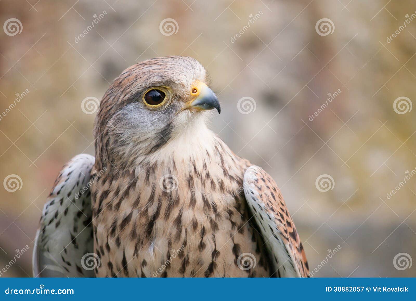 Vråk Med Vit- Och Bruntfärger Fotografering för Bildbyråer - Bild av ...