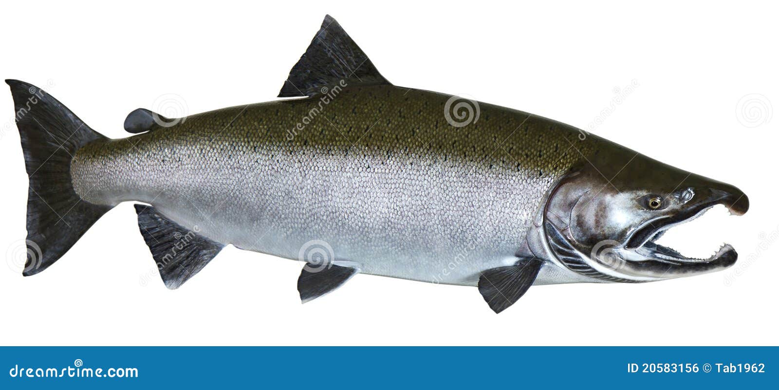 Vreedzame Wilde Zalm stock foto. Image of vissen, alaskan - 20583156