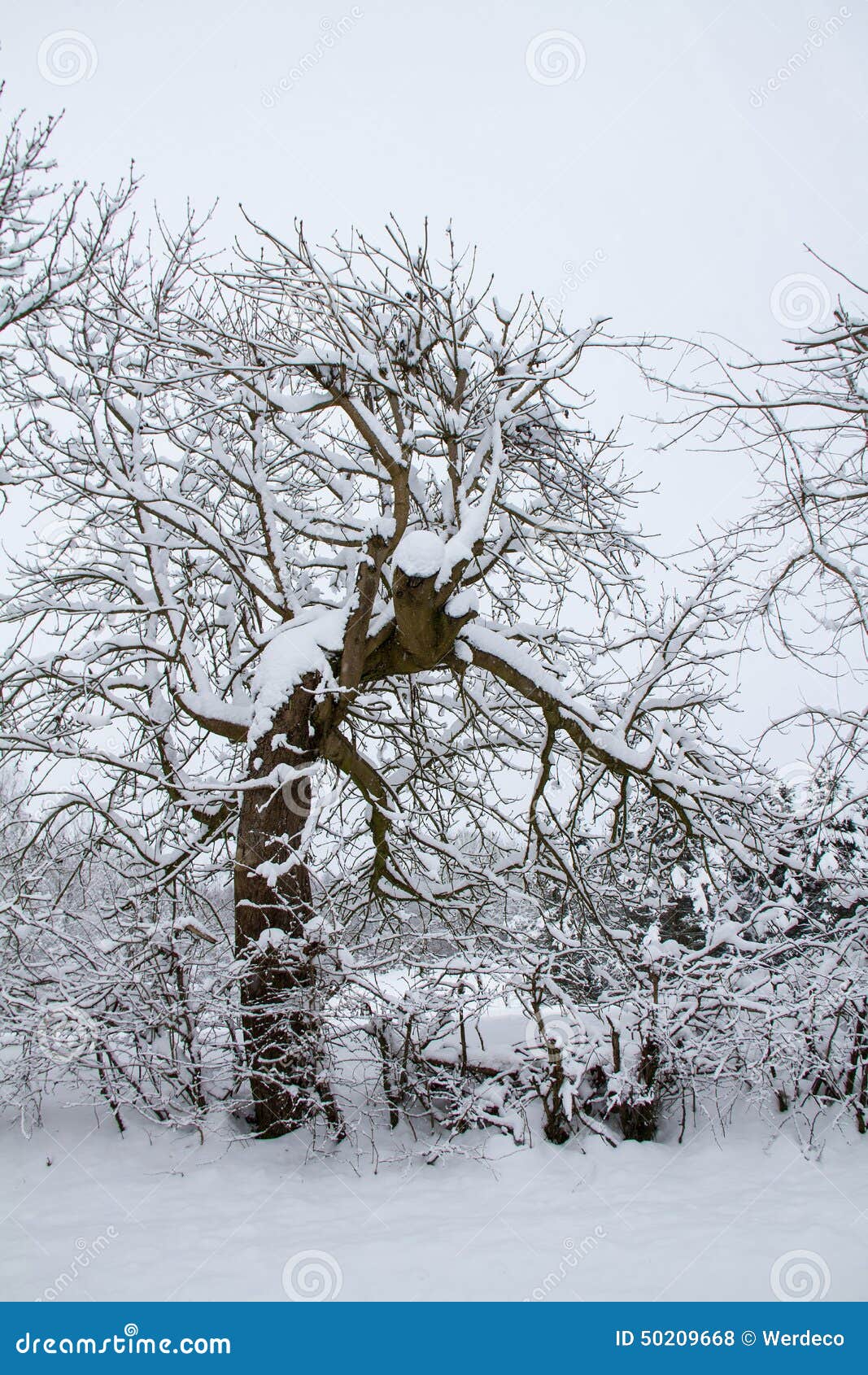 Vreemde dansende boom stock foto. Image of kijkt, mooi - 50209668