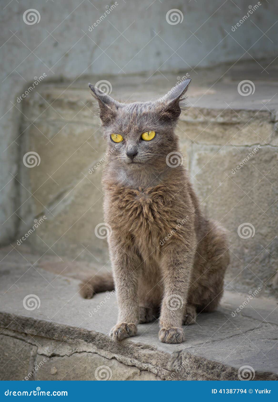 Vreemde kat met gele ogen stock foto. Image of dier, portret - 41387794